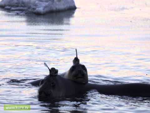 Fotoğraflar - 1. Bölüm video izle -- .FLV