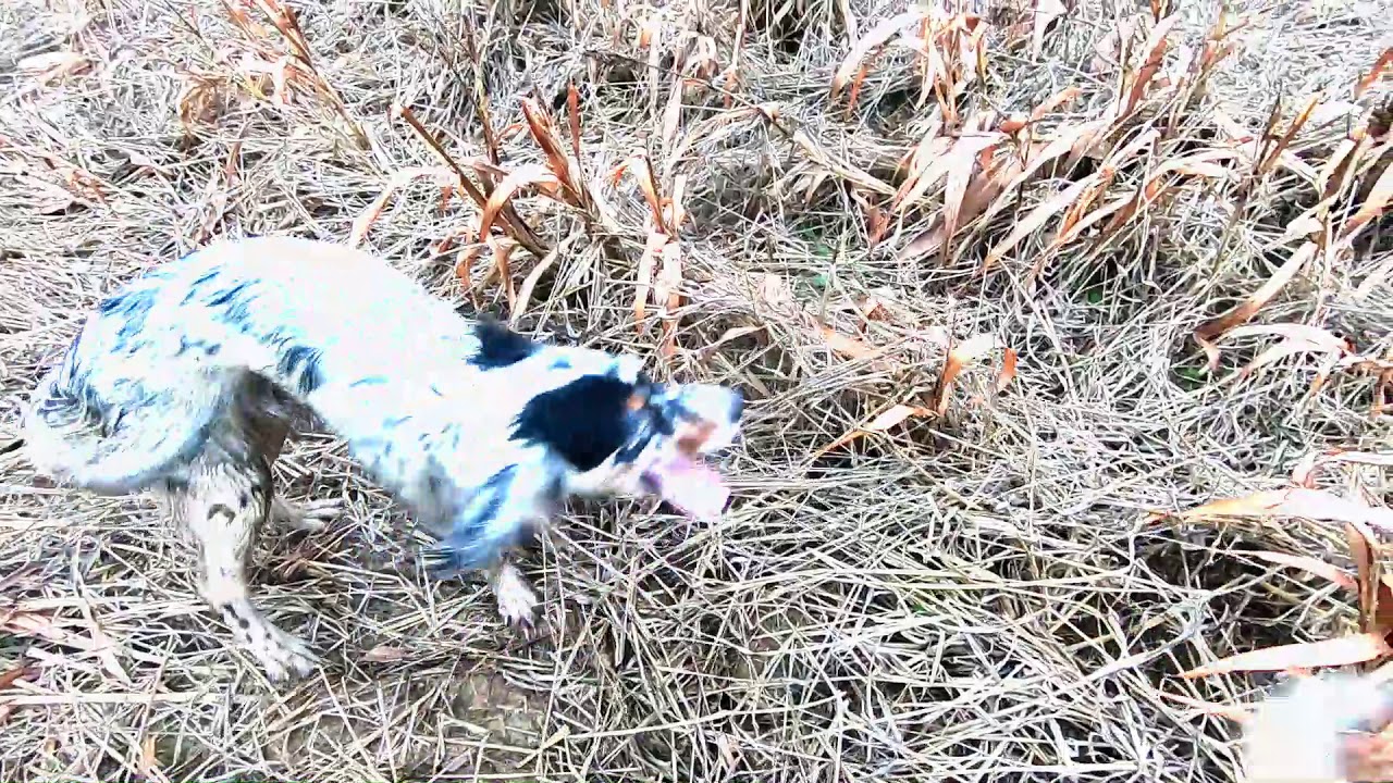 incroyable chasse cailles sauvages en hiver le 01/01/2019 - YouTube