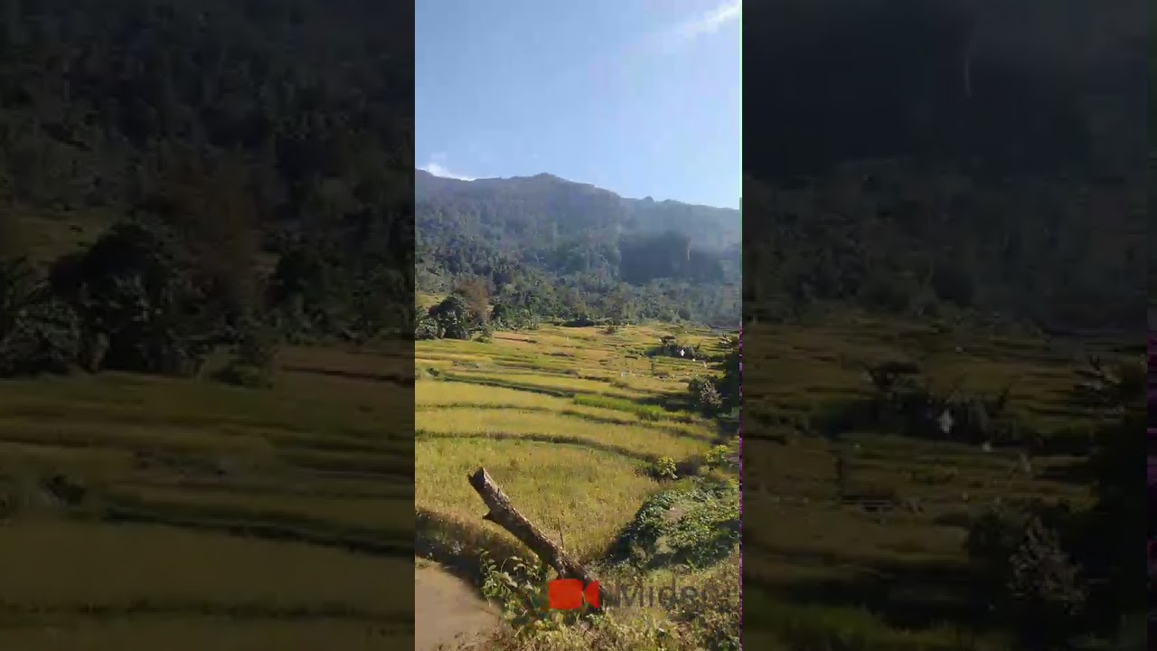 PULO GODANG DITORU NI DOLOK PINAPAN. - YouTube