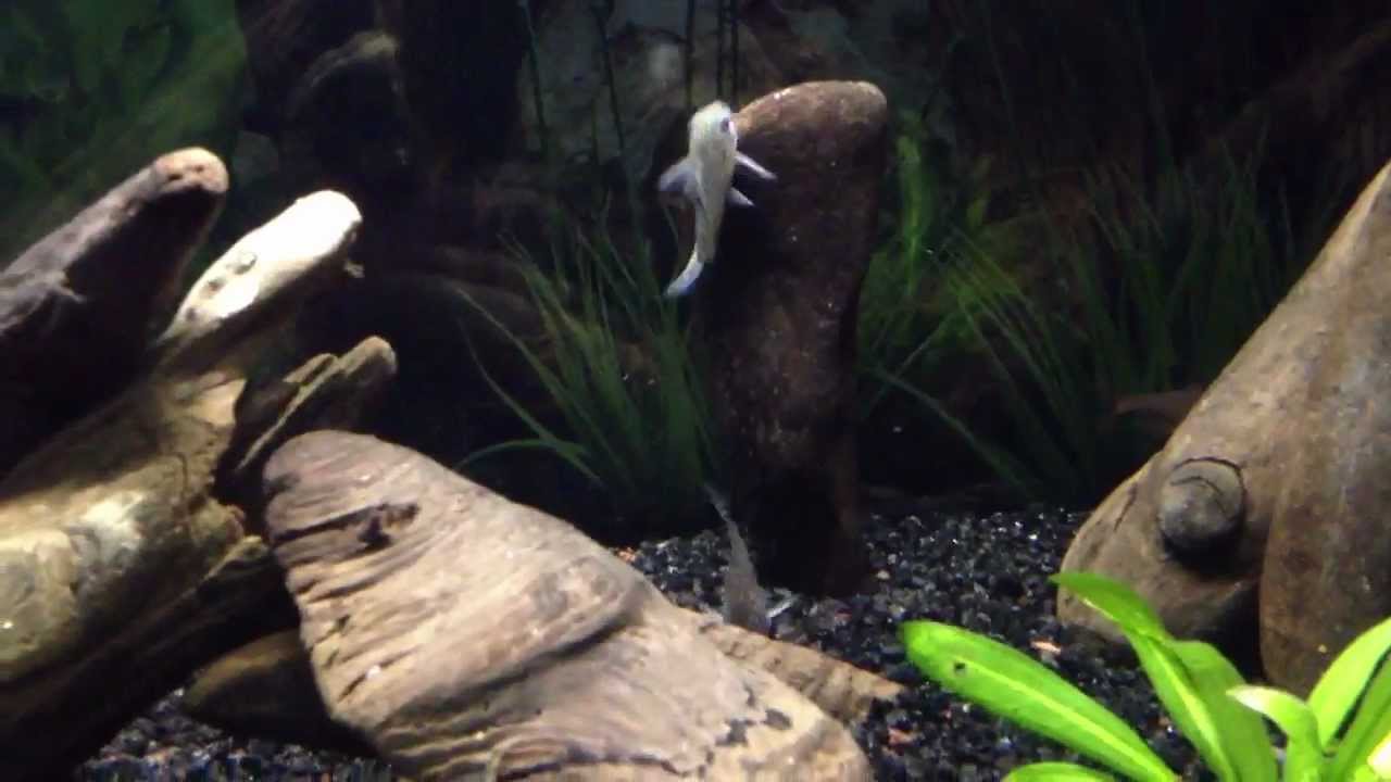 Julii Cory Catfish and Ghost Shrimp - YouTube