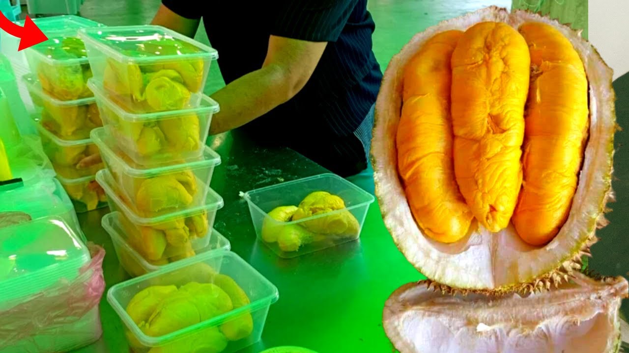 Harga Durian musang king | Durian D88 D24 | Durian Musim 2021 - YouTube