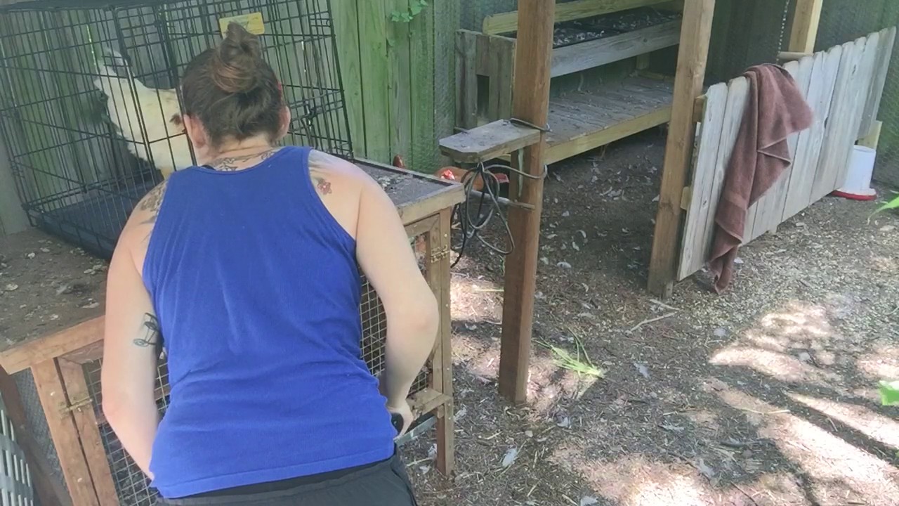 Catching chickens like a boss - YouTube