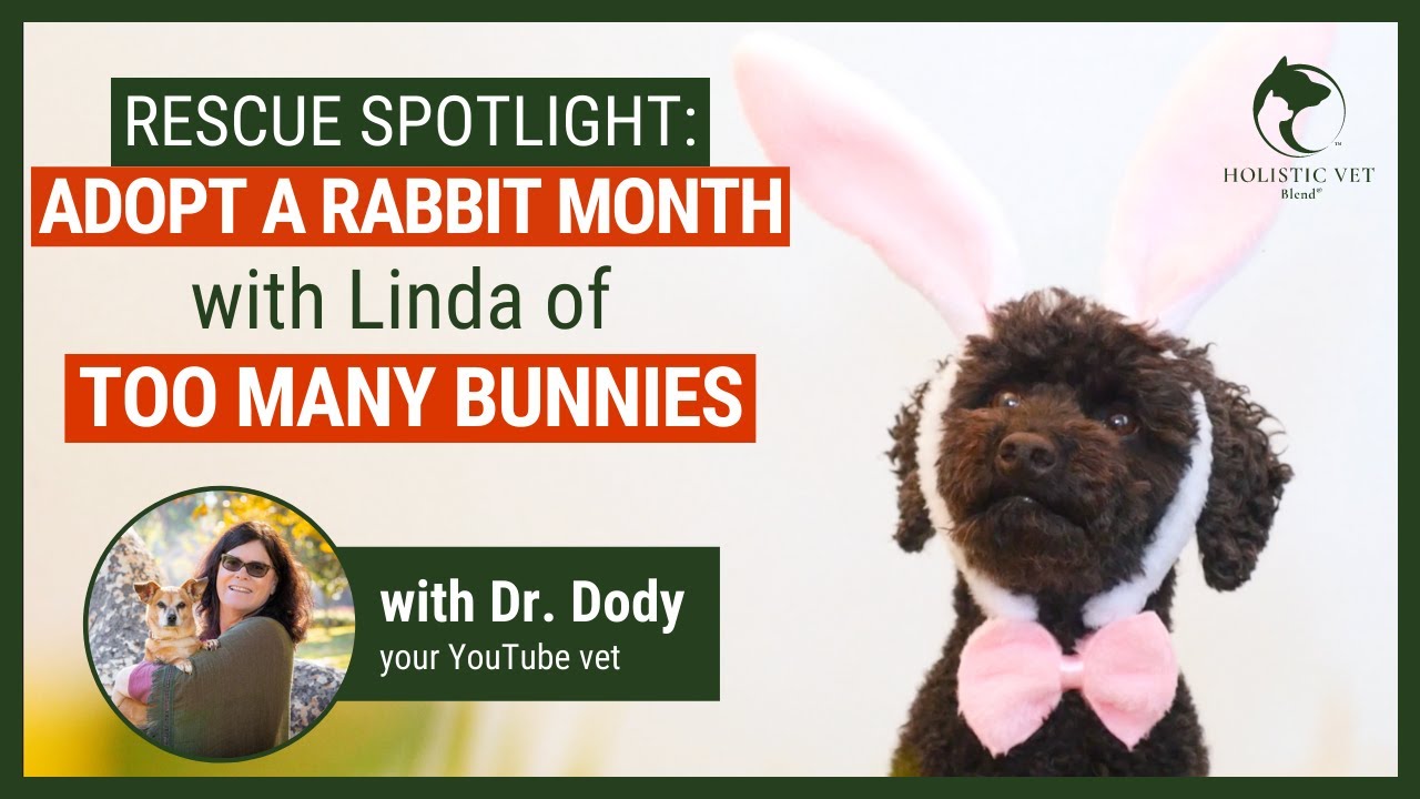 Rabbit Care with Linda of Too Many Bunnies Rabbit Rescue | Proper Bunny ...
