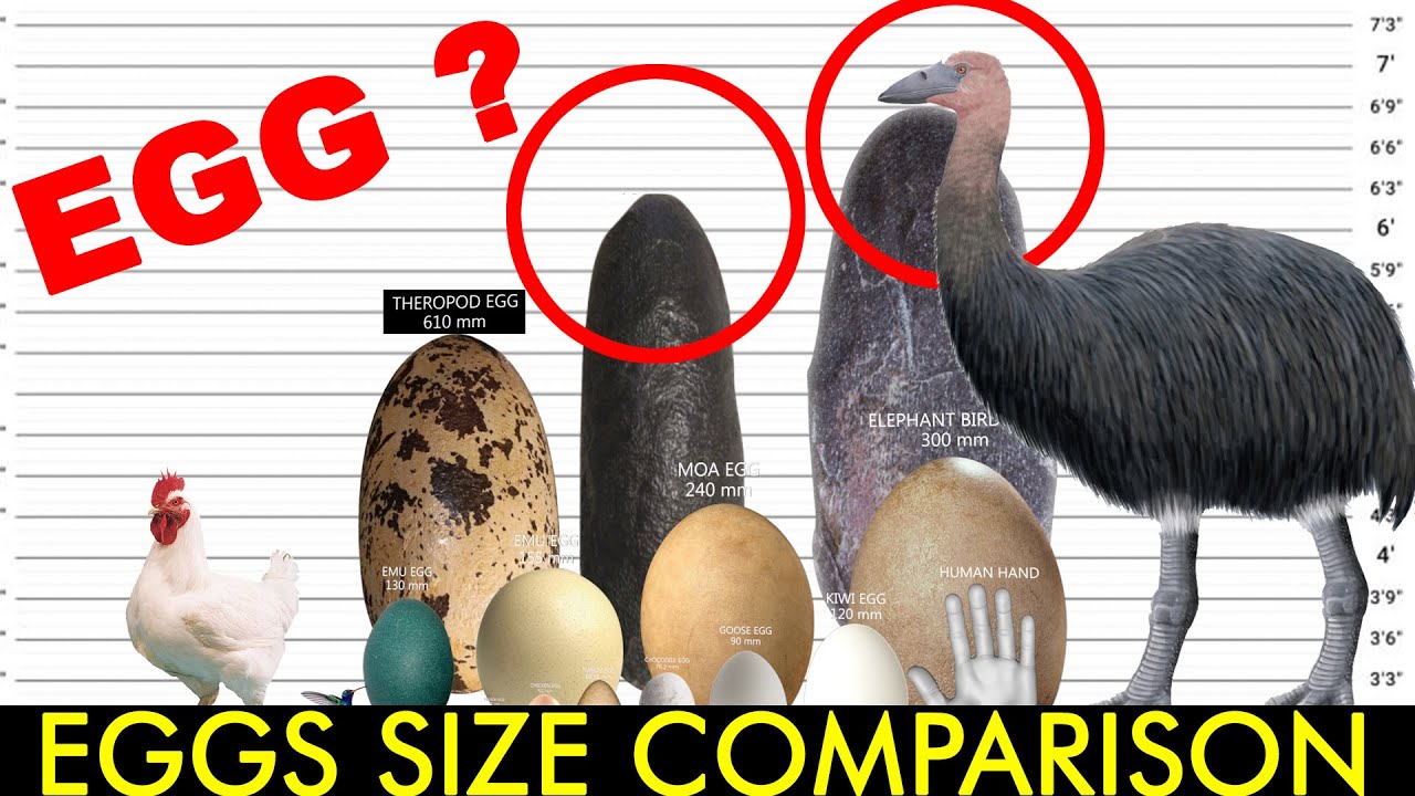 Animal Egg Size Comparison - The Biggest Eggs of the Animal World, info ...