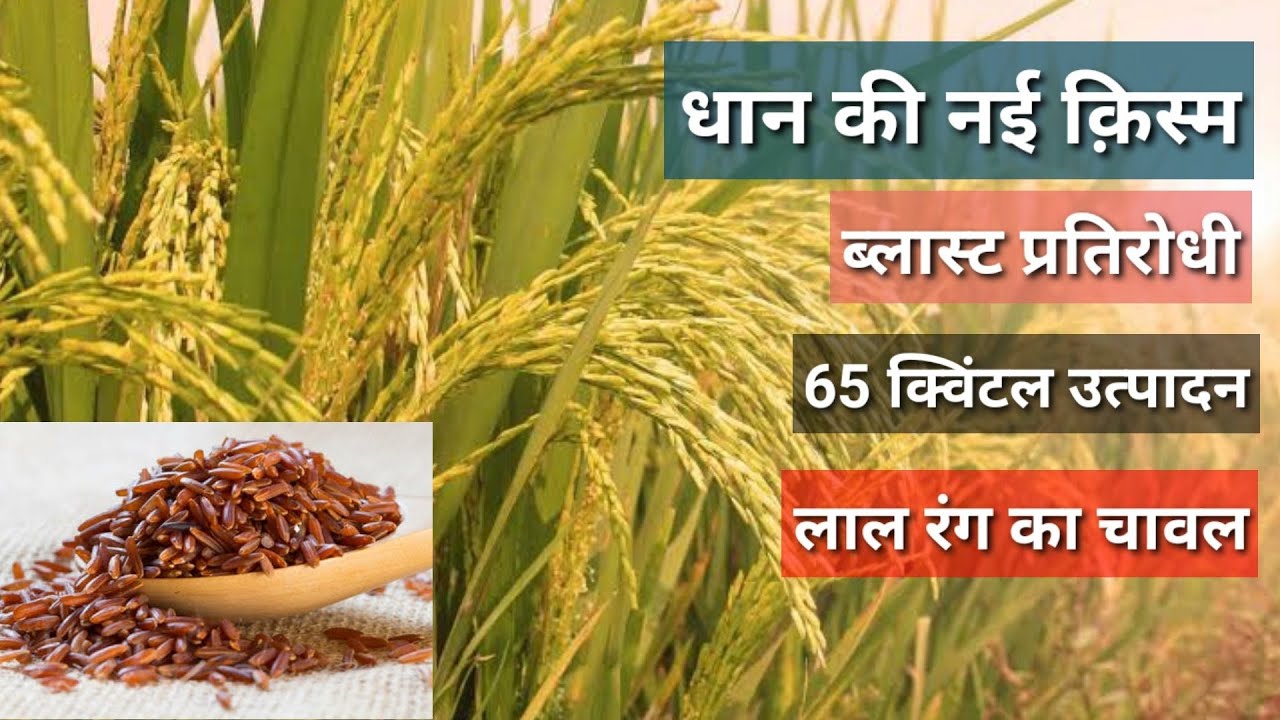 धान की नई क़िस्म।Paddy new variety.सह्याद्रि मेघा।Red Rice। - YouTube