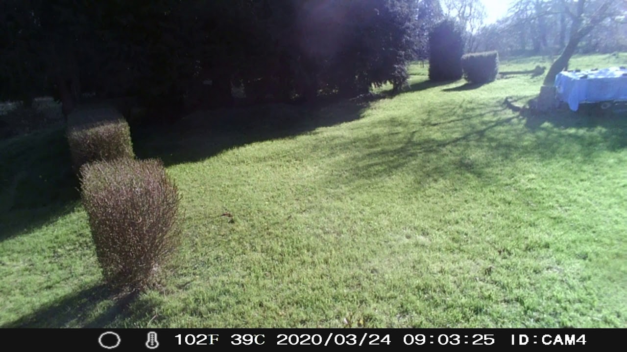 7 Month Test APEMAN H45 12MP 1080P Trail Wildlife Camera Videos ...