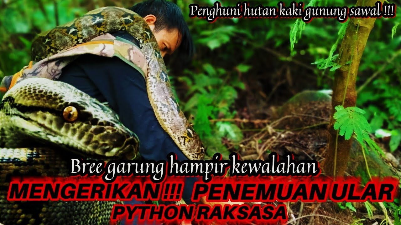 MENGERIKAN PENEMUAN ULAR PYTHON RAKSASA DI MUSIM PENGHUJAN #snake # ...