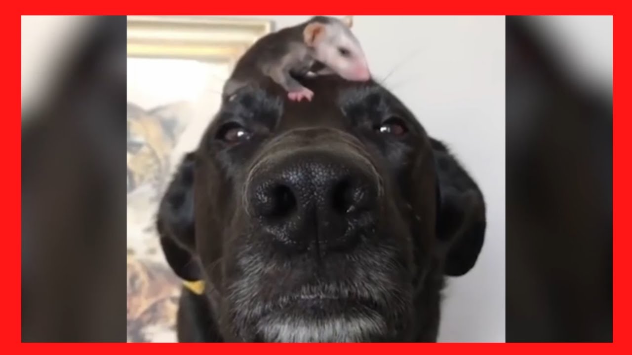 Dogs being dogs | funny dogs compilation (Dogs doing funny things ...