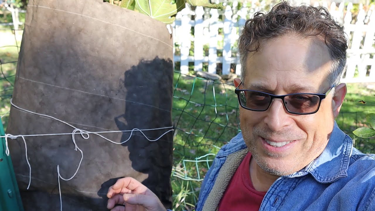 Fig Tree Winter Wrap Tutorial: The Best & Easiest Way ! - YouTube