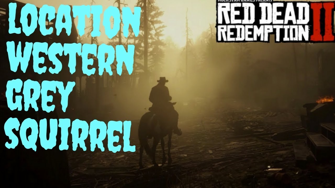 Red Dead Redemption 2 Western Grey Squirrel - YouTube