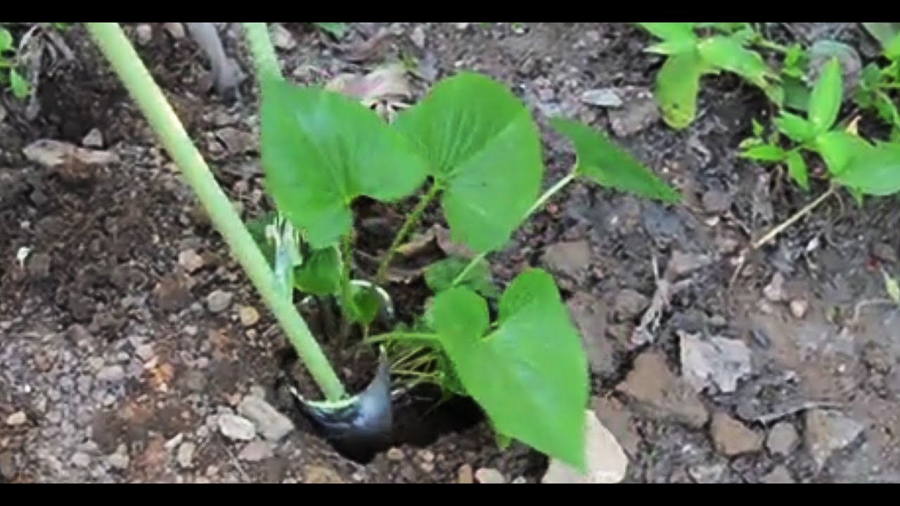 how to plucking plant with Roots - homemade tools - YouTube