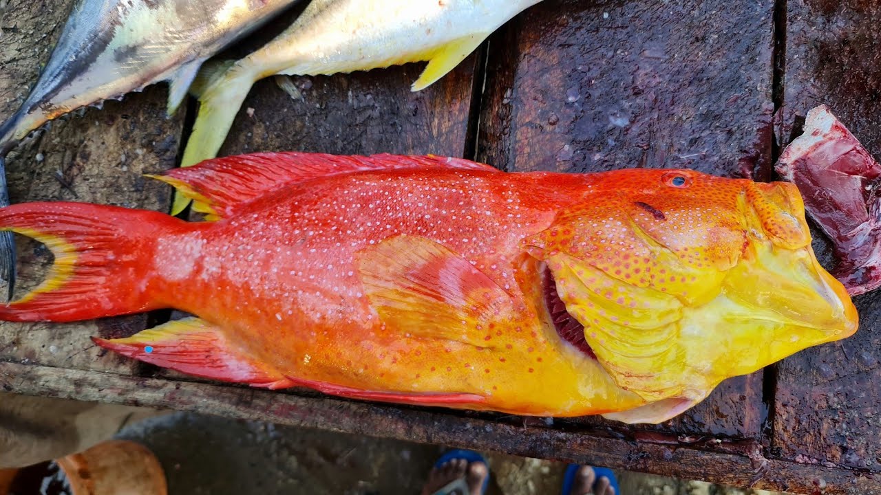 Beautiful Red Wavy lined Grouper Fish Cutting | Red Grouper Fish ...