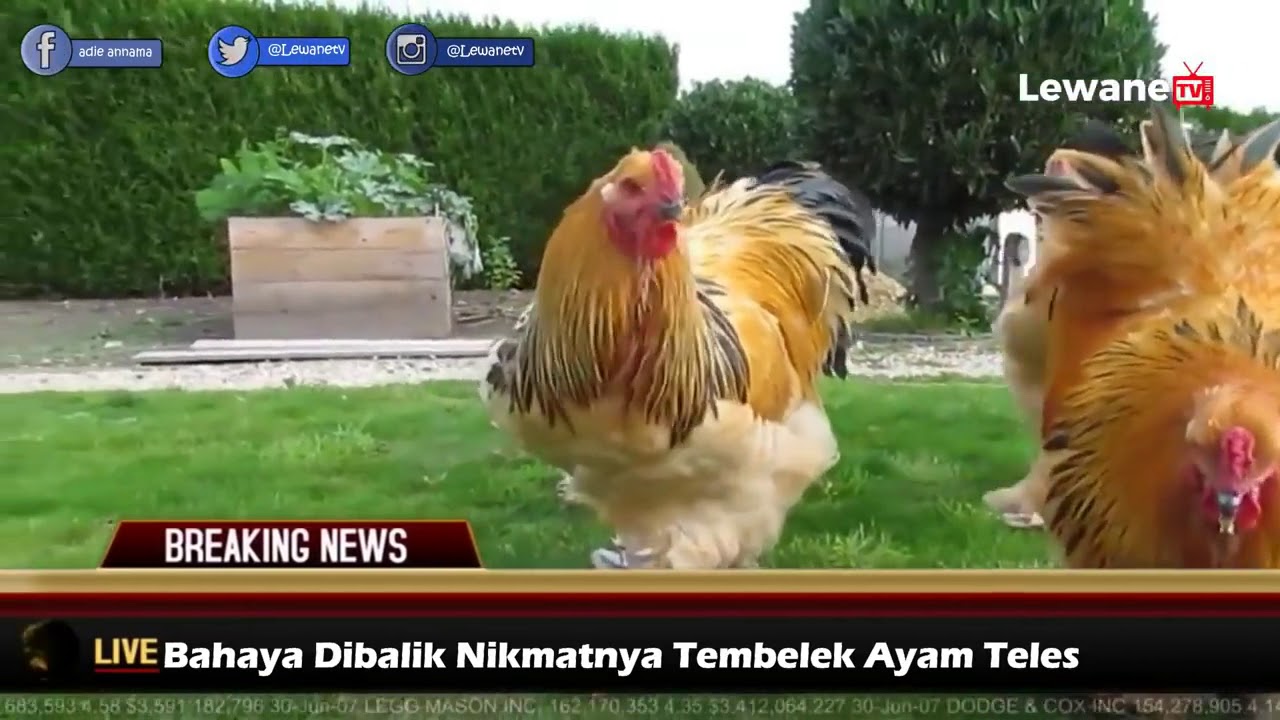 Tembelek teles - YouTube