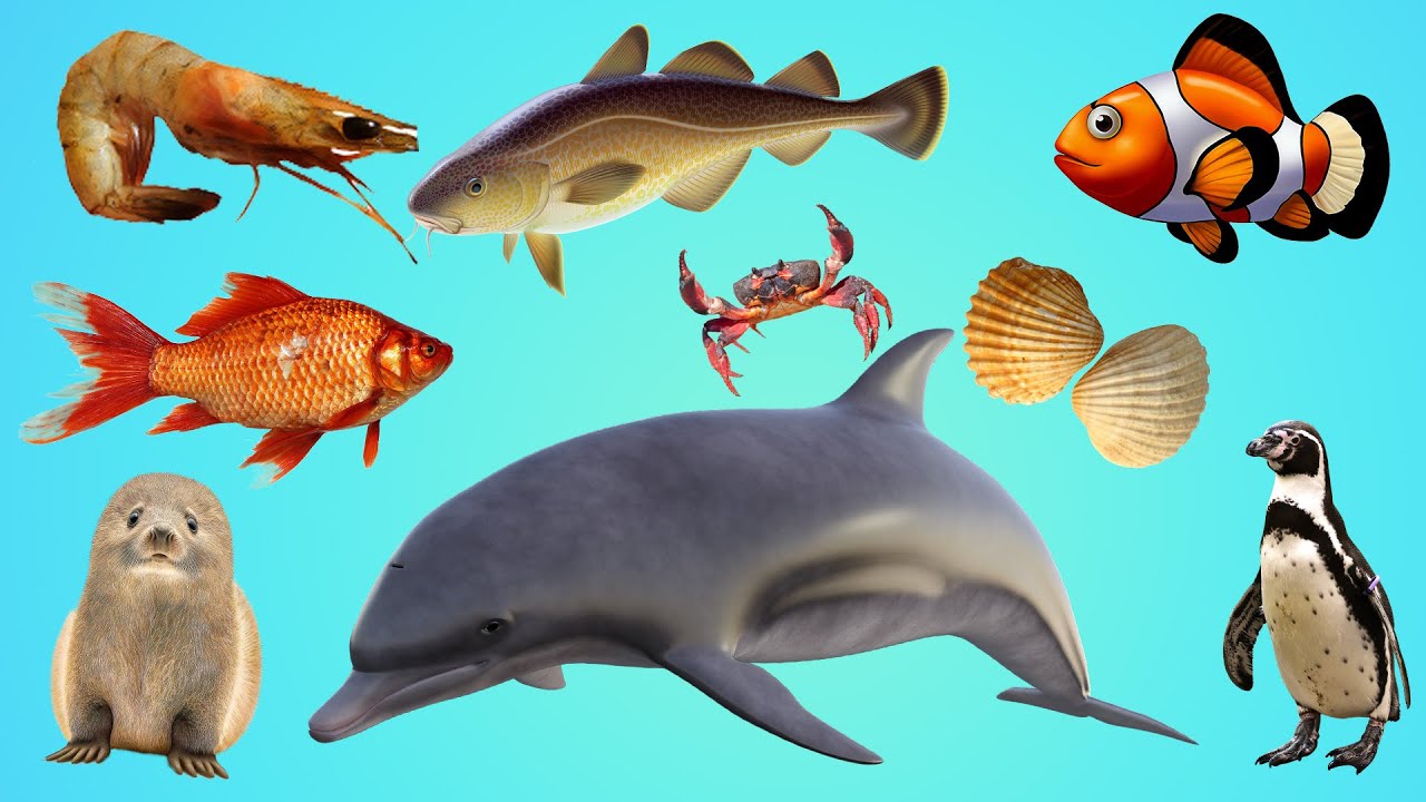Easy English Water Animals Names | 10 Water Animals for all - YouTube