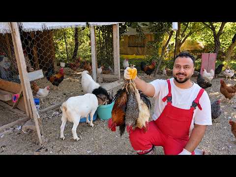 Horozları Yakaladım! 🐓😅 | Gezen Tavuk Yetiştiriciliği ve Günlük Çiftlik Rutini