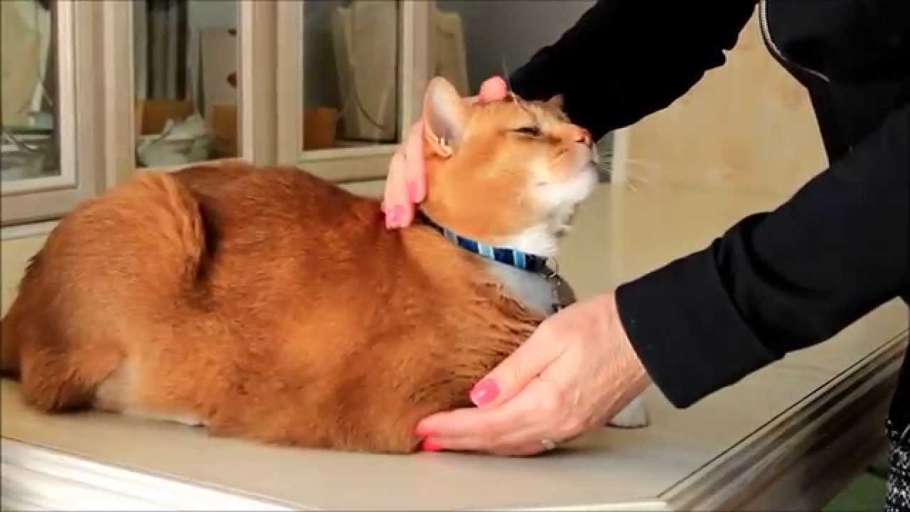 Reiki Animal Treatment for Dogs and Cats - YouTube