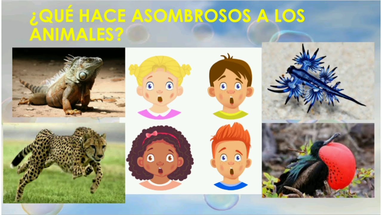 Animales Asombrosos Y Divertidos