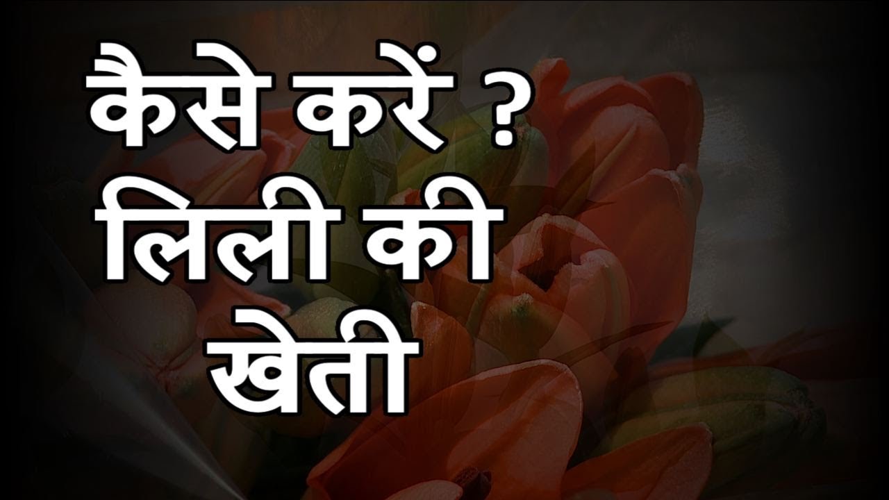 Lily Farming | Lily Farming in india | फूलों की खेती करके कमा सकते है ...