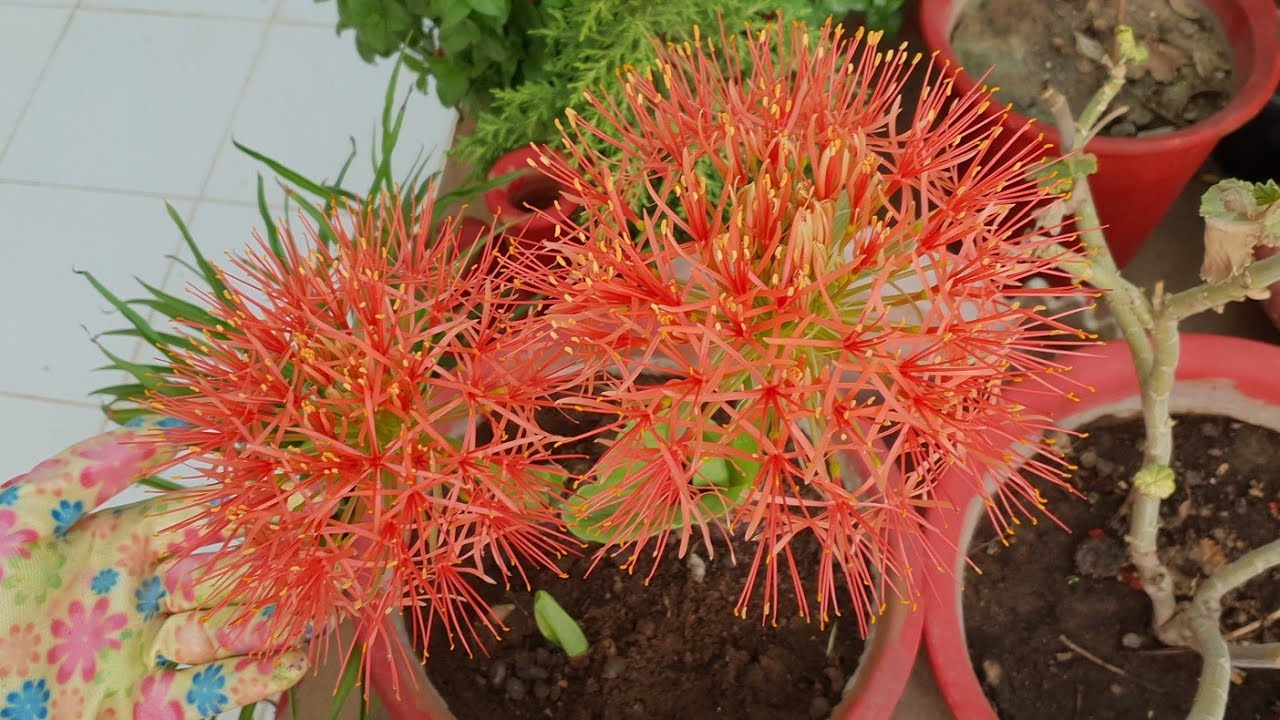 Care of Football Lily Plant || How to Grow and Care Football Lily Plant ...