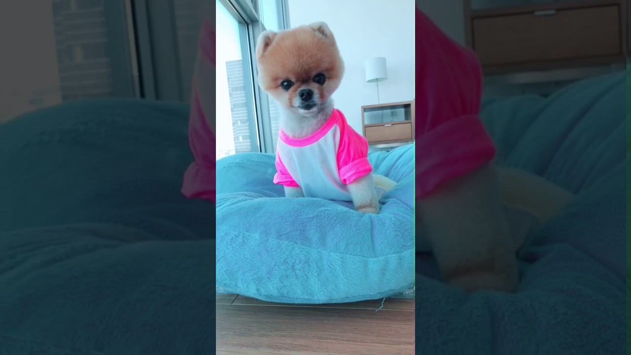 jiffpom 027 jiffpom💗@jiffpom Official TikTok - YouTube