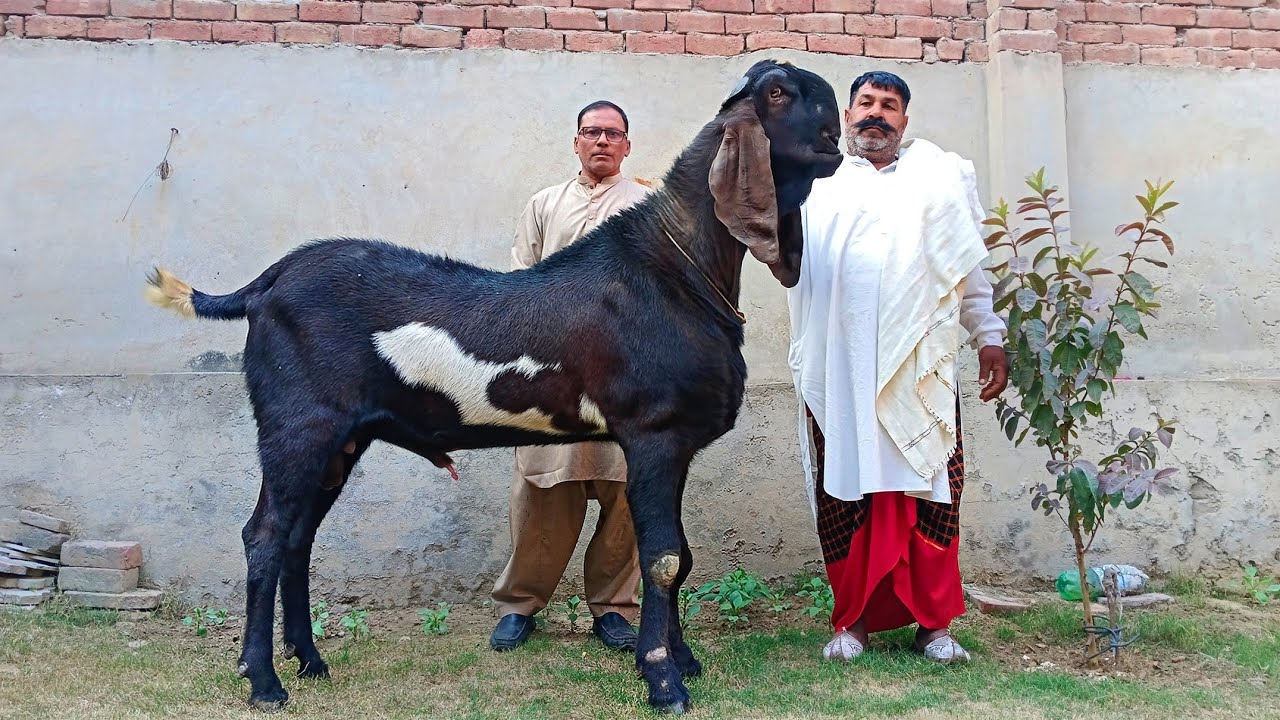 Big Giant Goat Of Zahid Bhai - Big Buck - Bkra In Lahore 2025 - YouTube