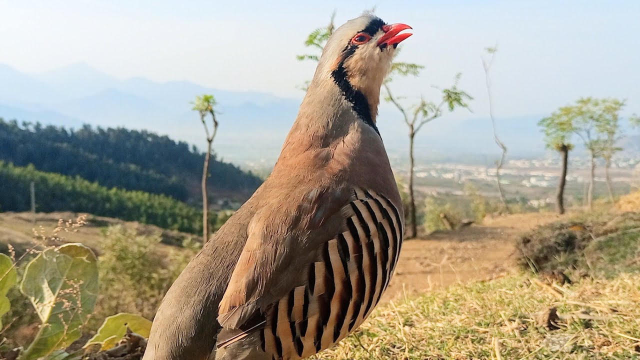 National bird of Pakistan//Chukar voice//Chakor ki awaaz # ...