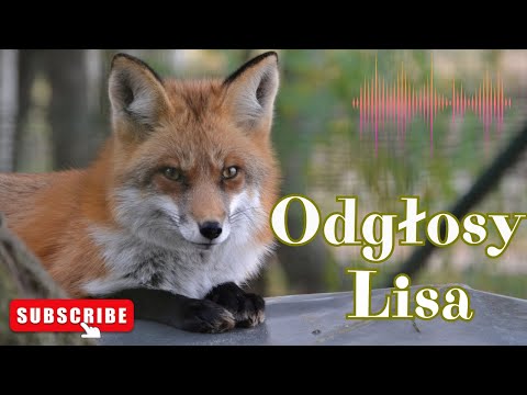 Lis / Odgłosy lisa