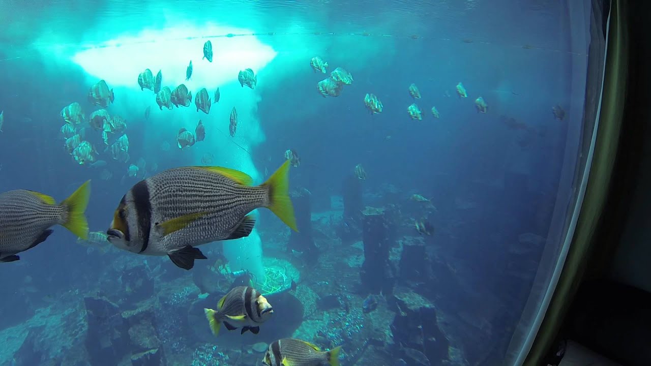 #ParavionLIVE. Cameră Neptune Suite la Hotel Atlantis The Palm, Dubai ...
