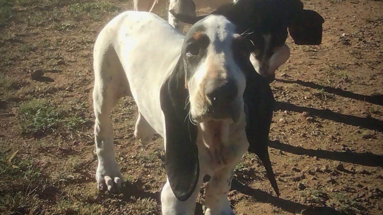 Tania - 6 mois - Gascon Saintongeois - YouTube