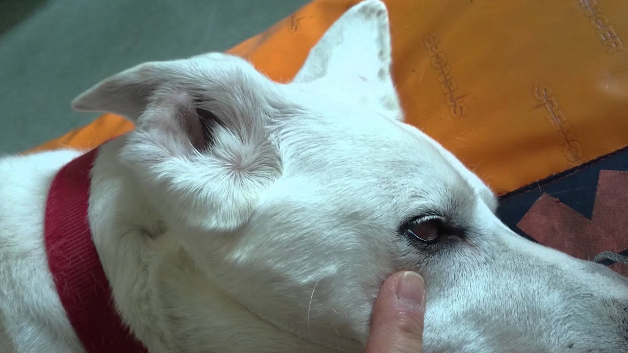 Pericardiectomia in anestesia epidurale nel cane - Epidural anaesthesia ...