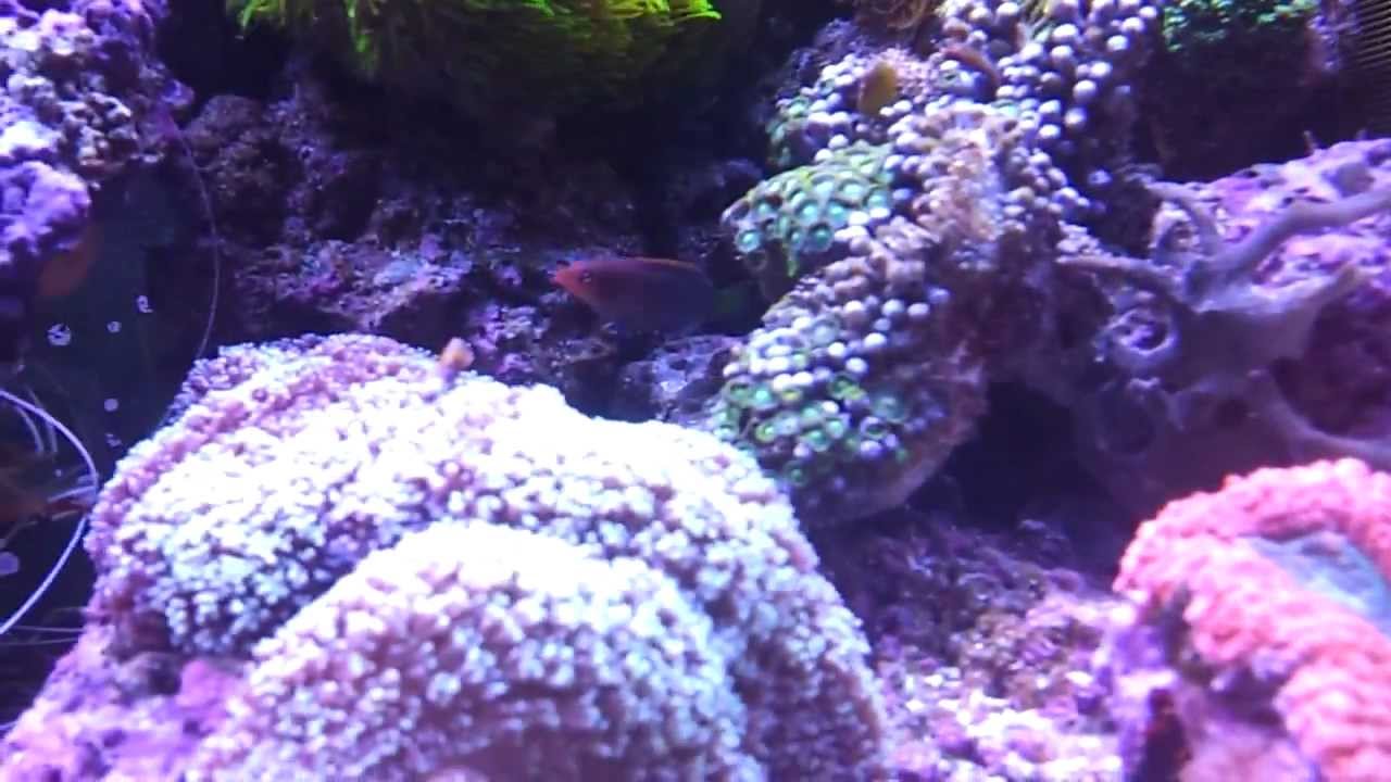 40 Gallon Breeder Coral Reef Aquarium Fish Tank - YouTube