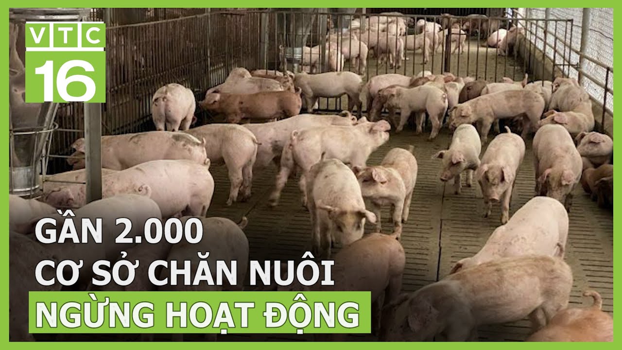 Gần 2.000 cơ sở chăn nuôi ngừng hoạt động | VTC16 - YouTube