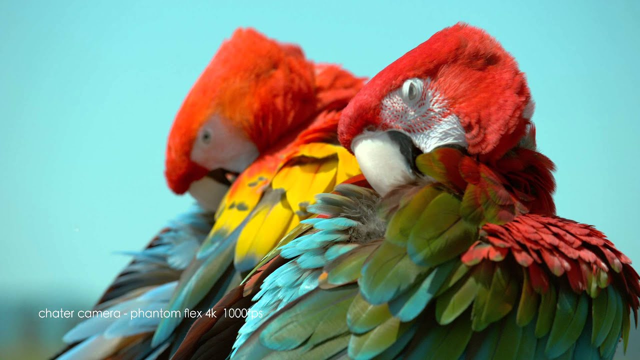 Parrot Edit - YouTube