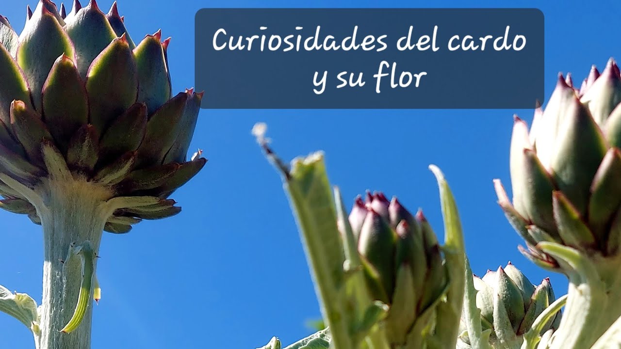 Uso del cardo y su flor!!! - YouTube