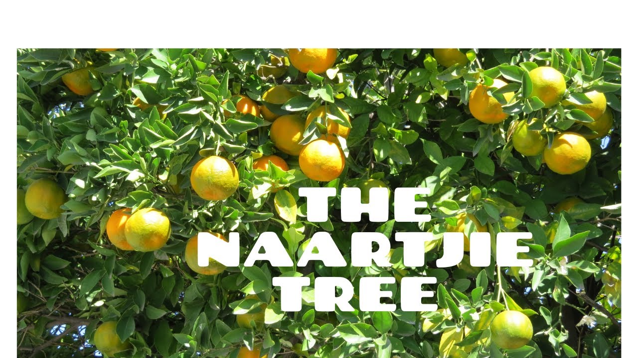 NAARTJIE TREE / SATSUMA TREE WITH FRUIT DEC 2021 / GO FOR IT!!! - YouTube