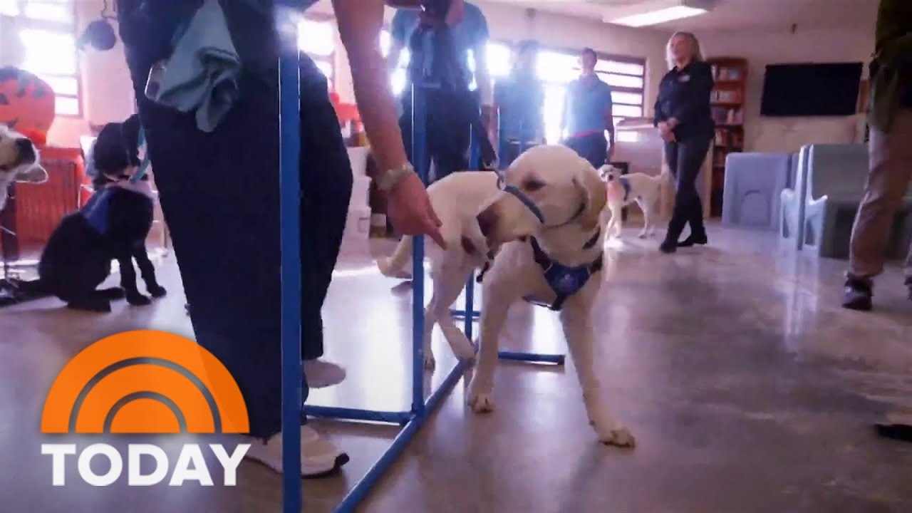 Female prisoners find purpose thanks to some very good dogs - YouTube