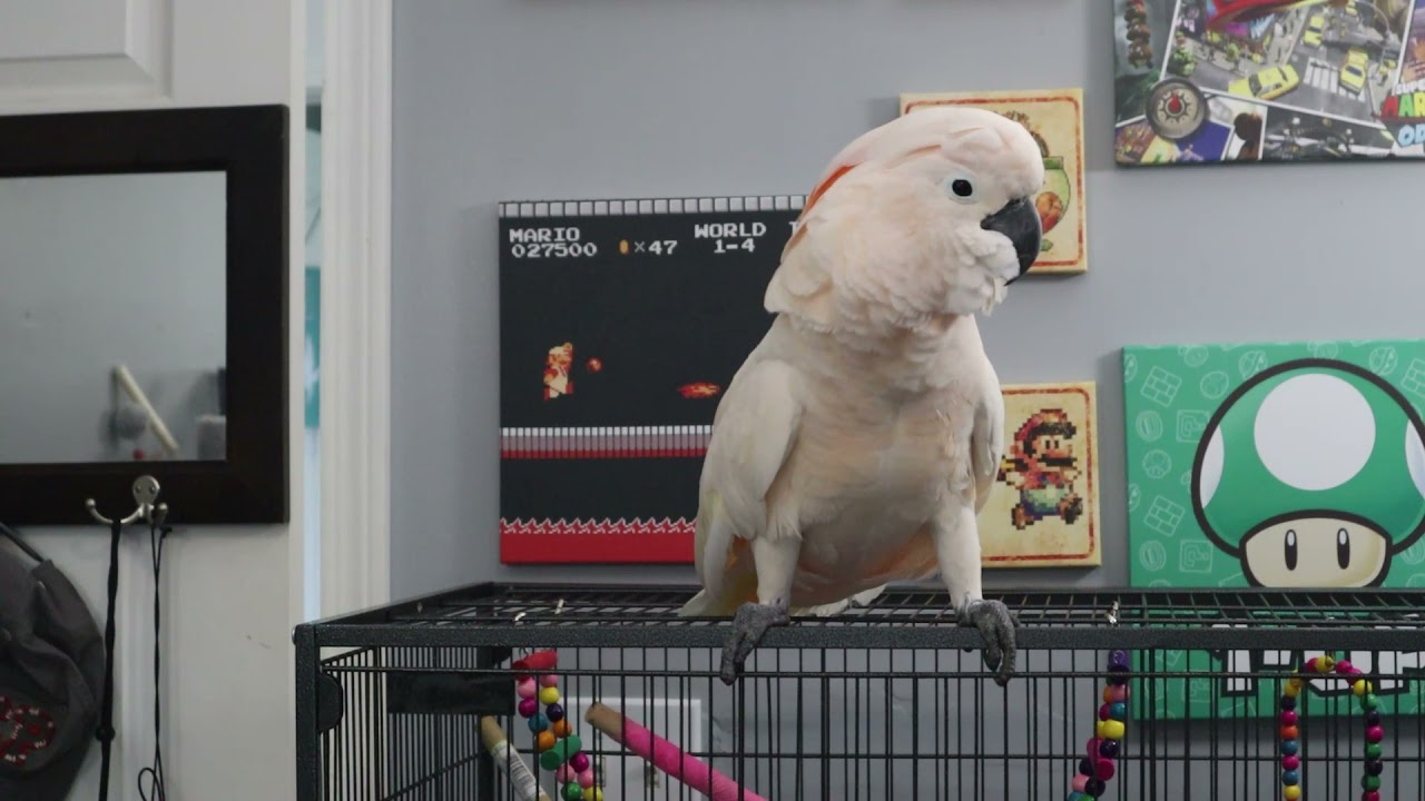 Heavy Metal Parrot