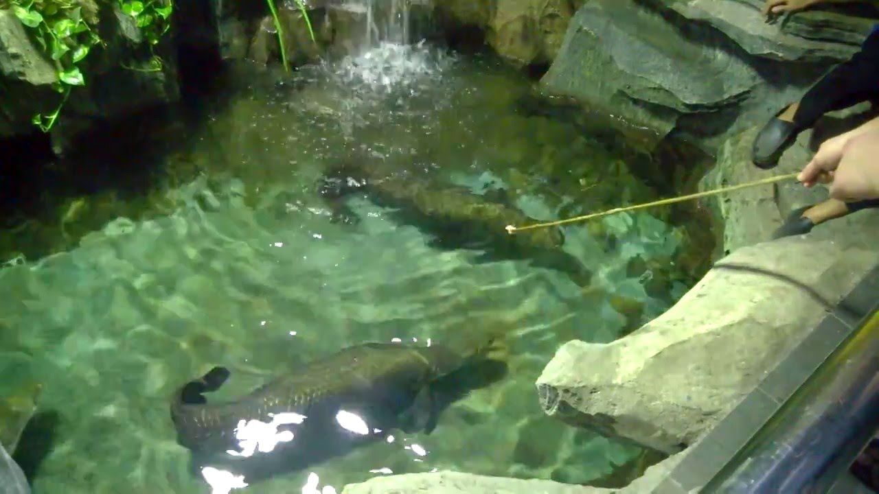 Giant Arapaima Feeding (vicious) - YouTube