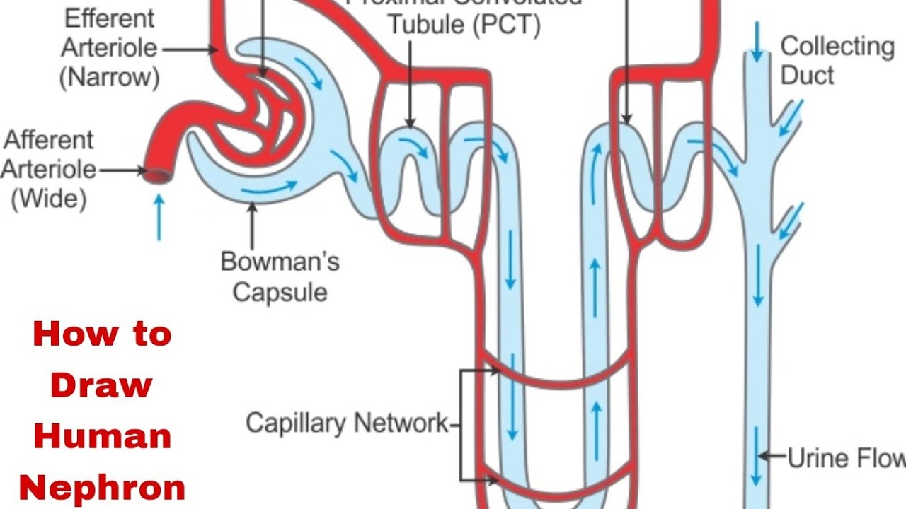 How to Draw Human Nephron System #Simple Diagram of Human Nephron ...
