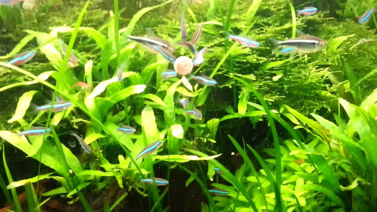 feeding my green and black neon tetras and red fire shrimps - fish in a ...