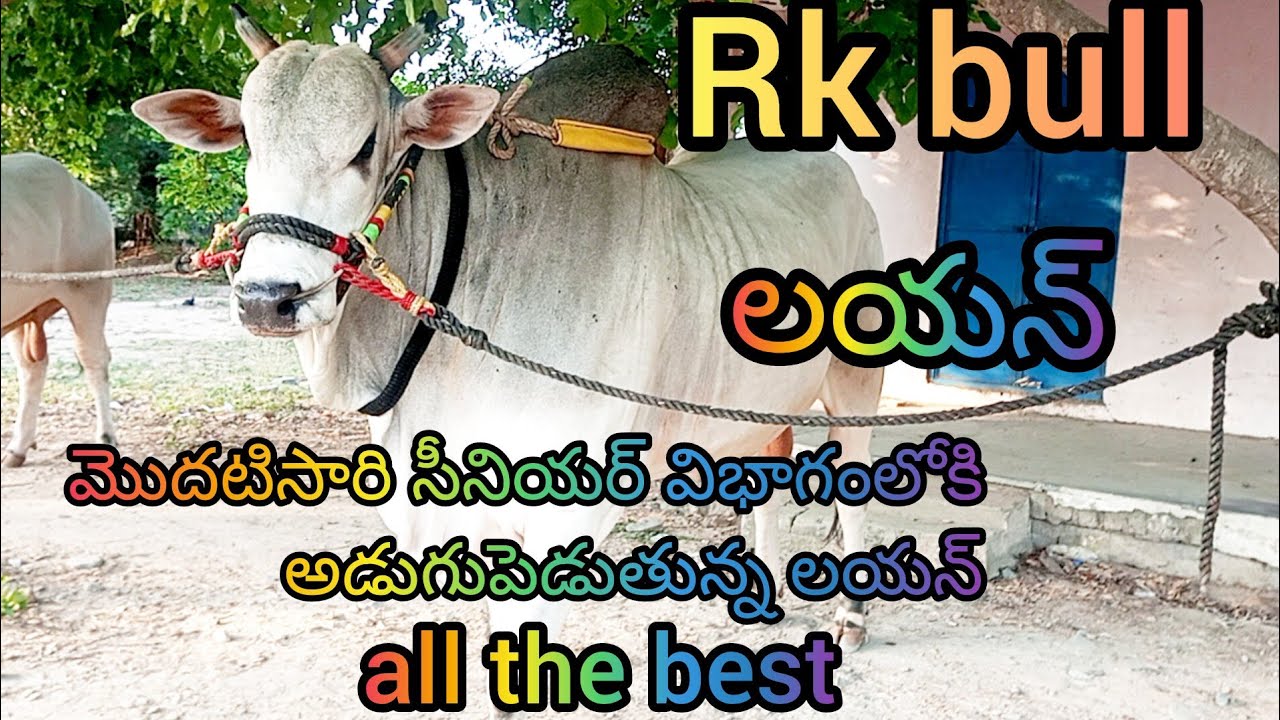 Rk bull మొదటి సారి సీనియర్ విభాగంలో అడుగుపెడుతున్న Rk bulls వారి లయన్ ...