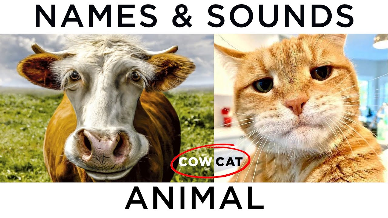names-and-sounds-animal-farm-animals-youtube