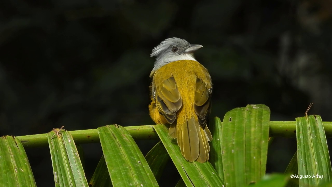 Pipira-da-taoca / Gray-headed Tanager / Eucometis penicillata - YouTube
