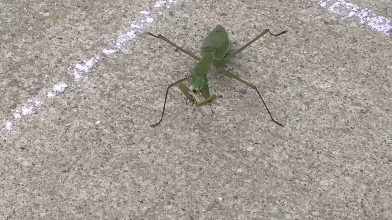 (LARGEST EVER) Primantis eating bug alive ( BEST VIDEO) - YouTube