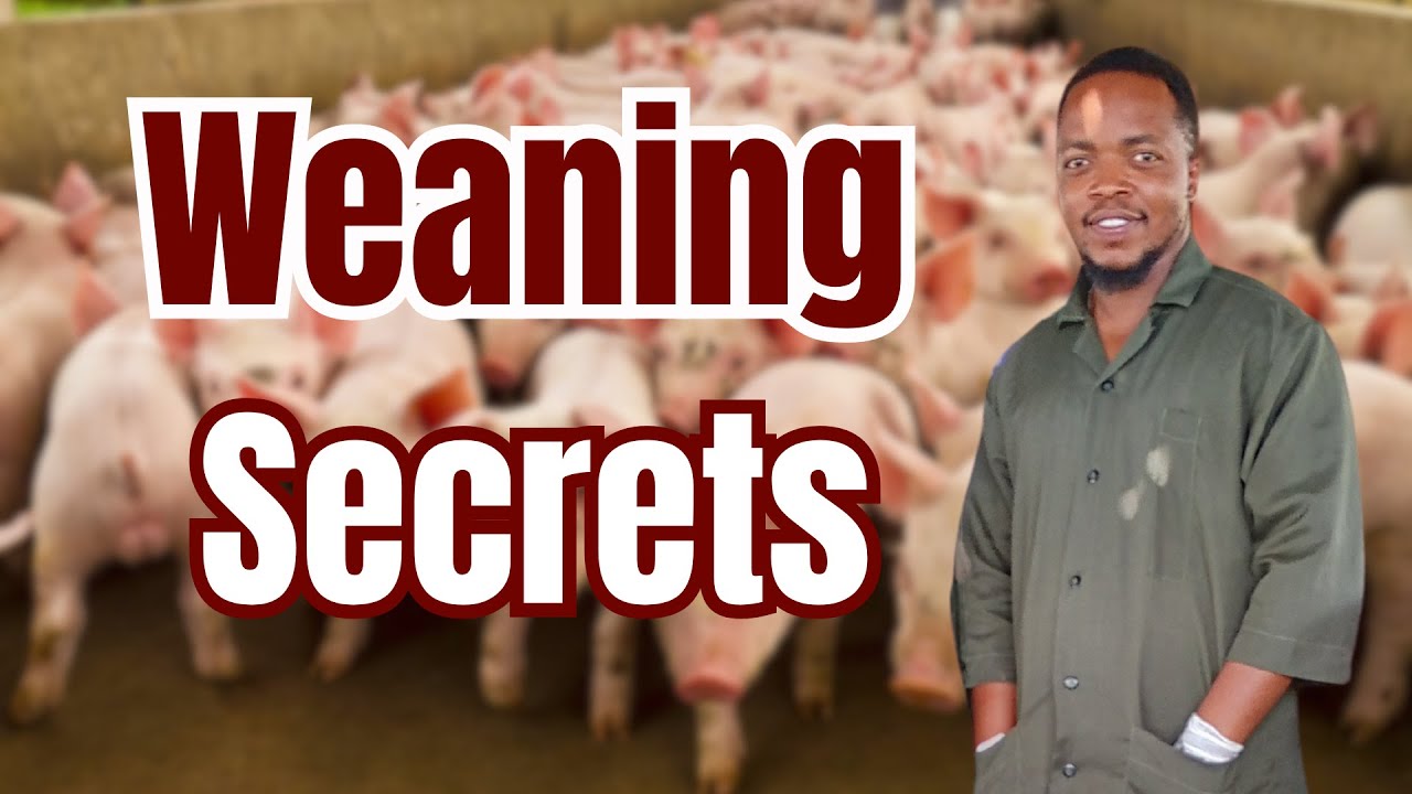 The Weaner Process Explained By Farmer John - YouTube