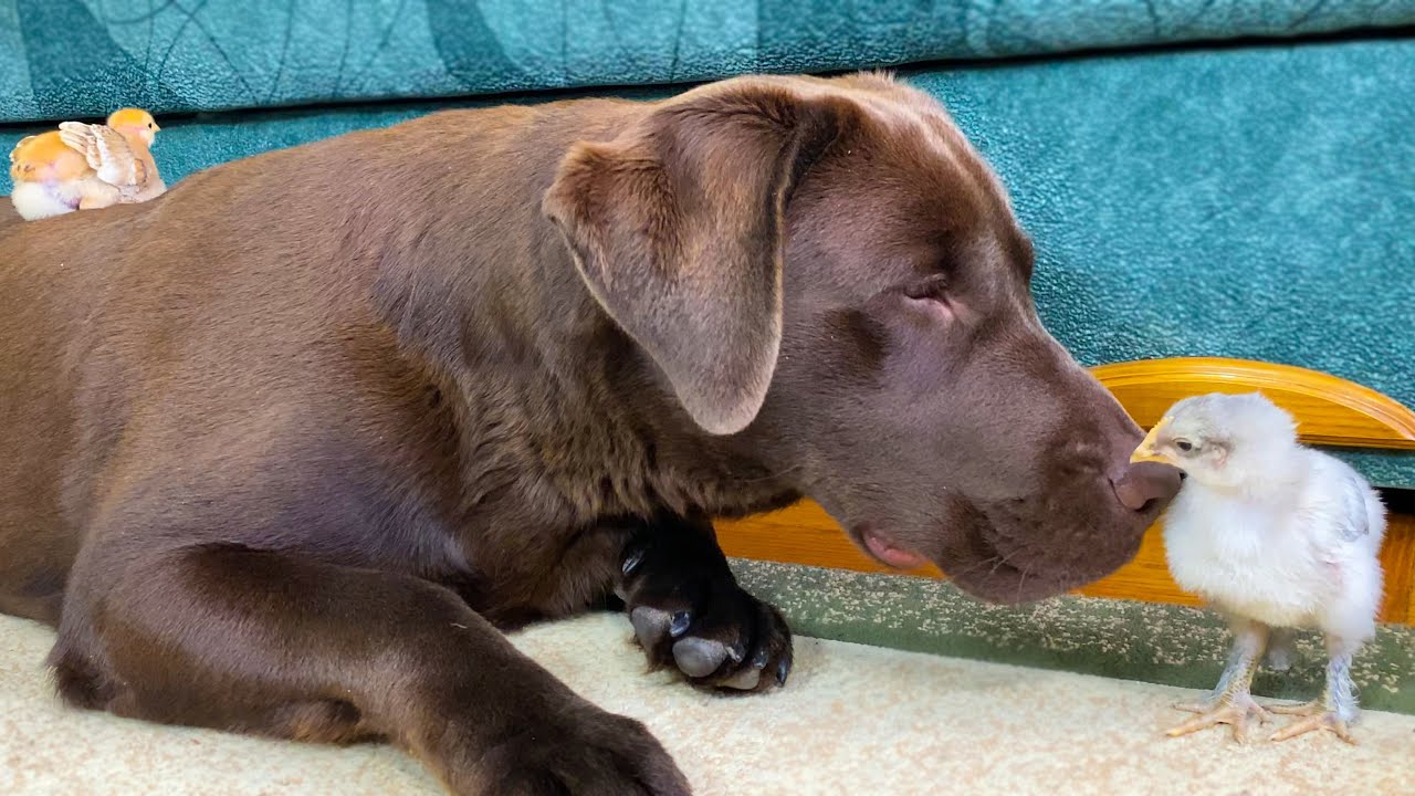 Adorable Labrador Retriever and Cute Baby Chicks! Best Friends! - YouTube