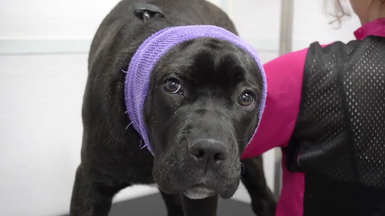 Cane Corso Puppy | Cute Dog - YouTube