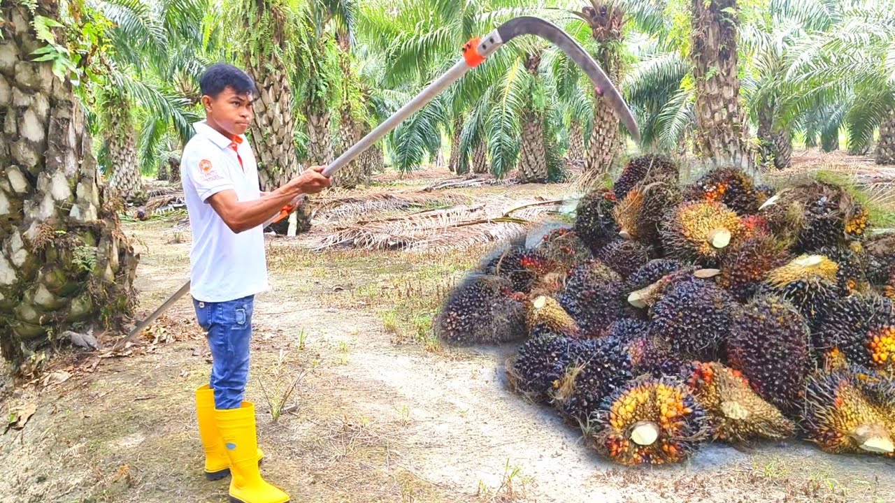 Panen sawit di pokok sedang pakai egrek palm king long - YouTube