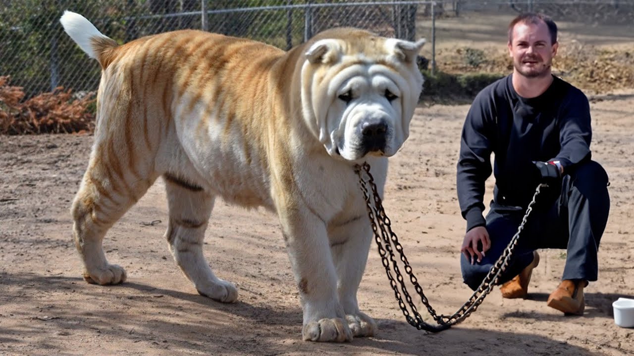 10 Most Fascinating Looking Dog Breeds - YouTube