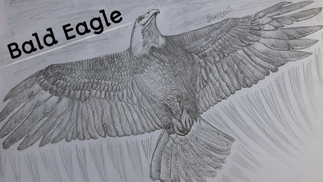 How to Draw An Eagle | Bald Eagle Pencil Sketch | Drawing Tutorial ...